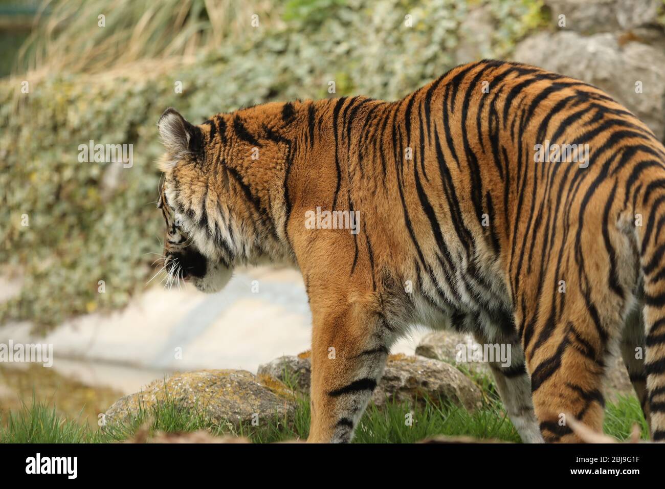 Amur tiger endangered species in captivity Stock Photo - Alamy