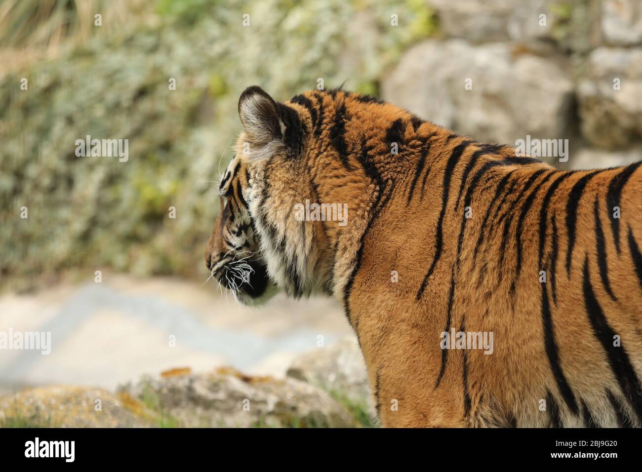 Amur tiger endangered species in captivity Stock Photo - Alamy