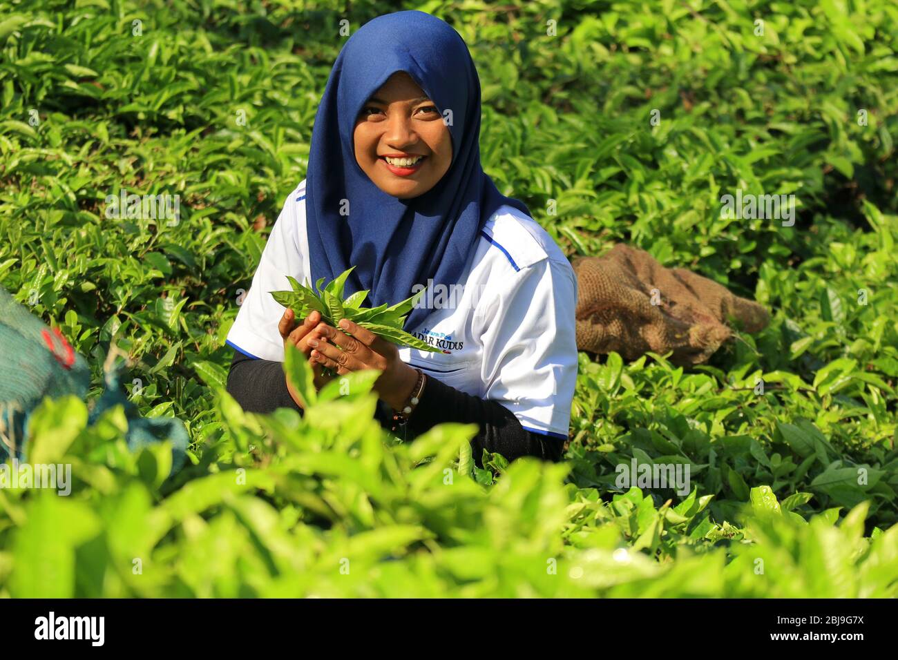Wonosobo.Central Java/Indonesia, two peasants, picking tea leaves Stock ...
