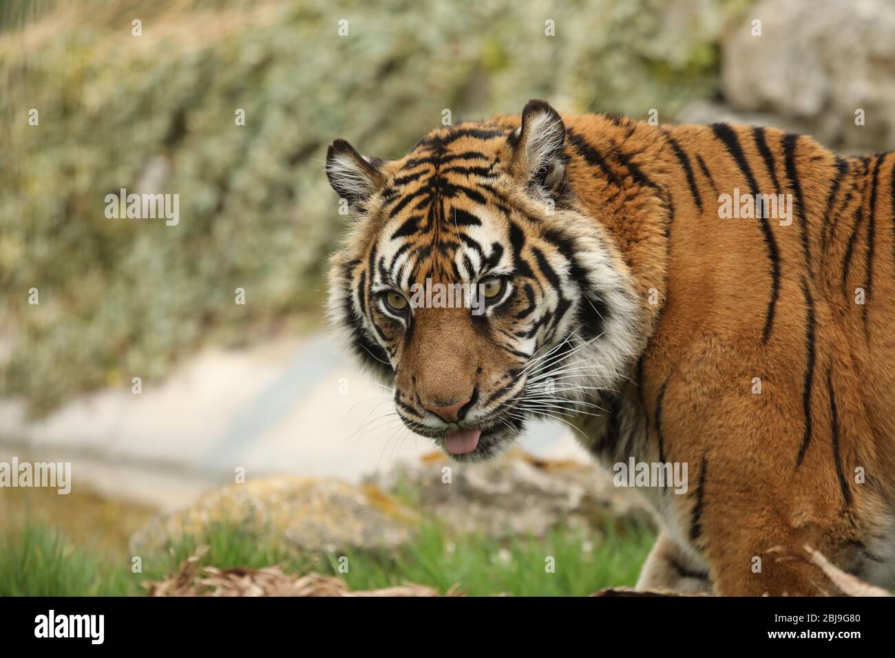 Amur tiger endangered species in captivity Stock Photo - Alamy