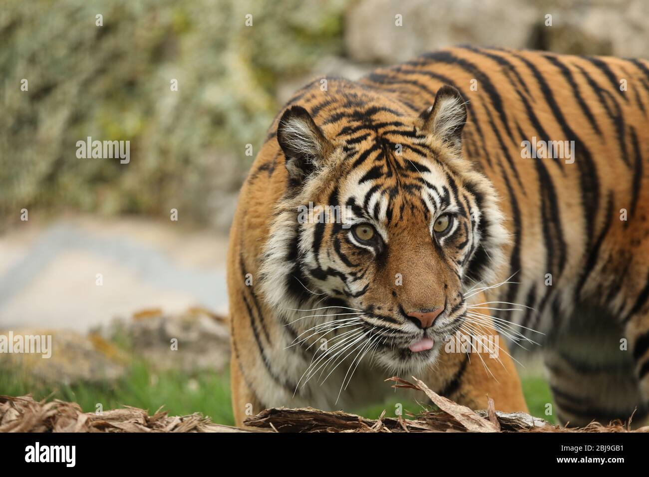 Amur tiger endangered species in captivity Stock Photo - Alamy
