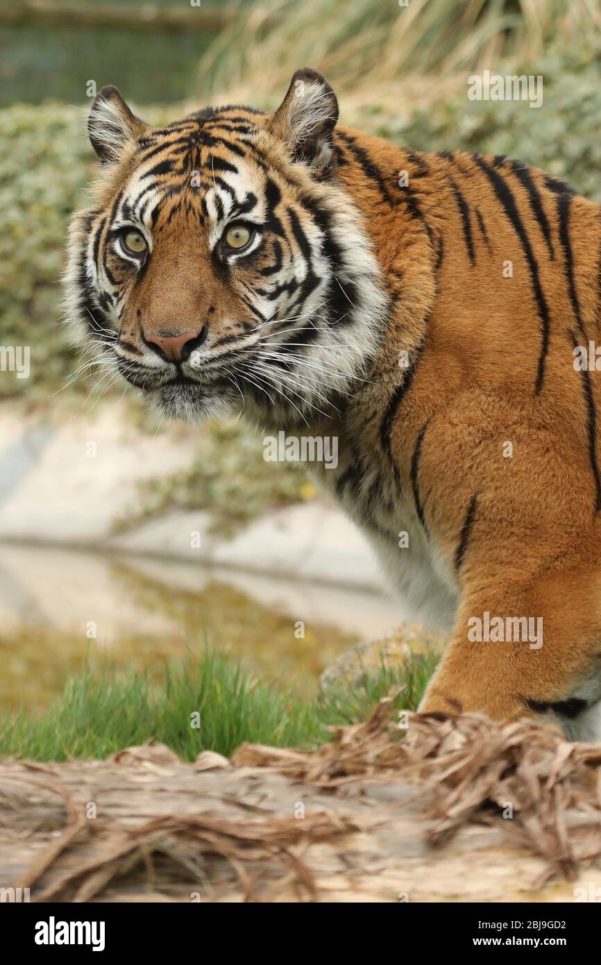 Amur tiger endangered species in captivity Stock Photo - Alamy