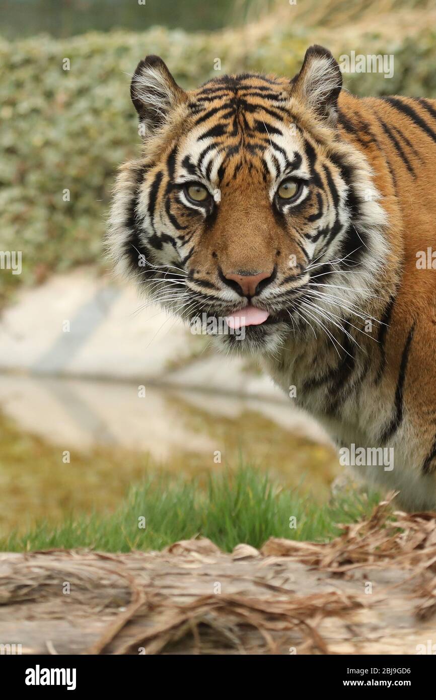 Amur tiger endangered species in captivity Stock Photo - Alamy