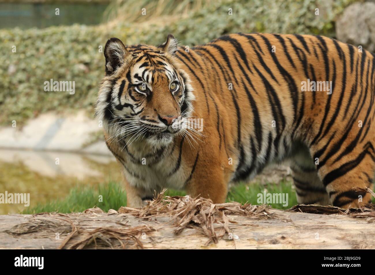 Amur tiger endangered species in captivity Stock Photo - Alamy