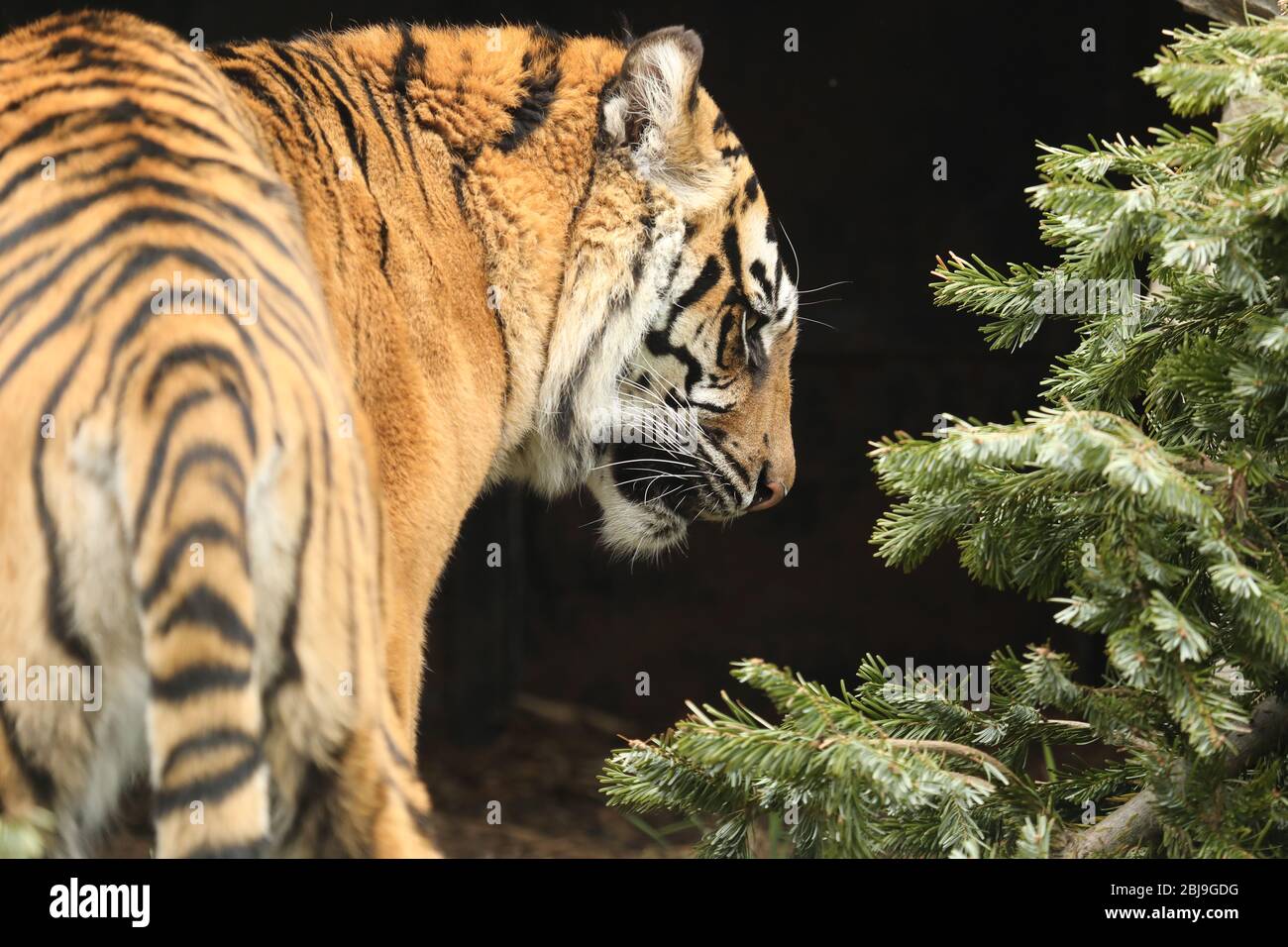 Amur tiger endangered species in captivity Stock Photo - Alamy