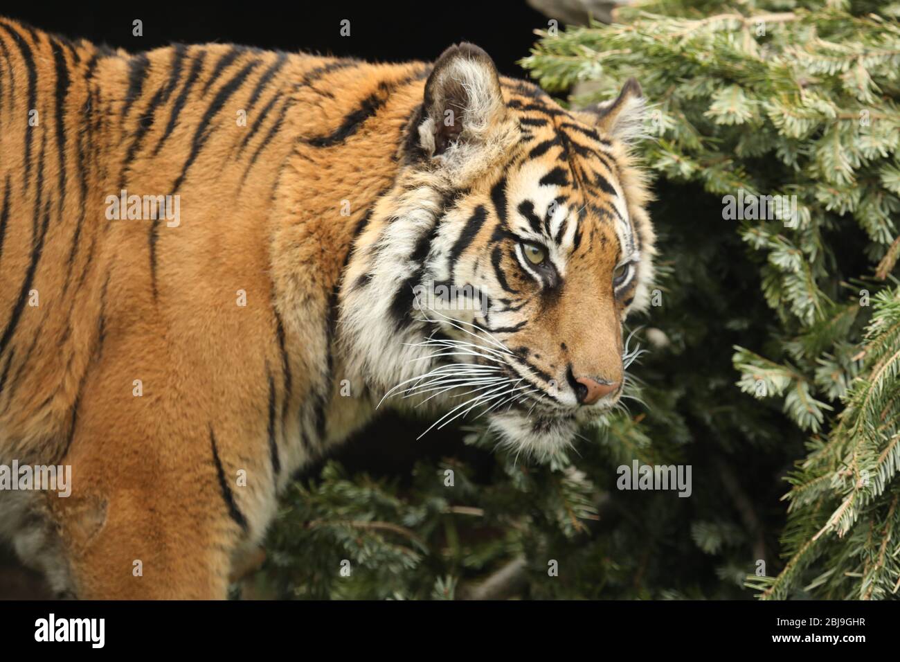 Amur tiger endangered species in captivity Stock Photo - Alamy