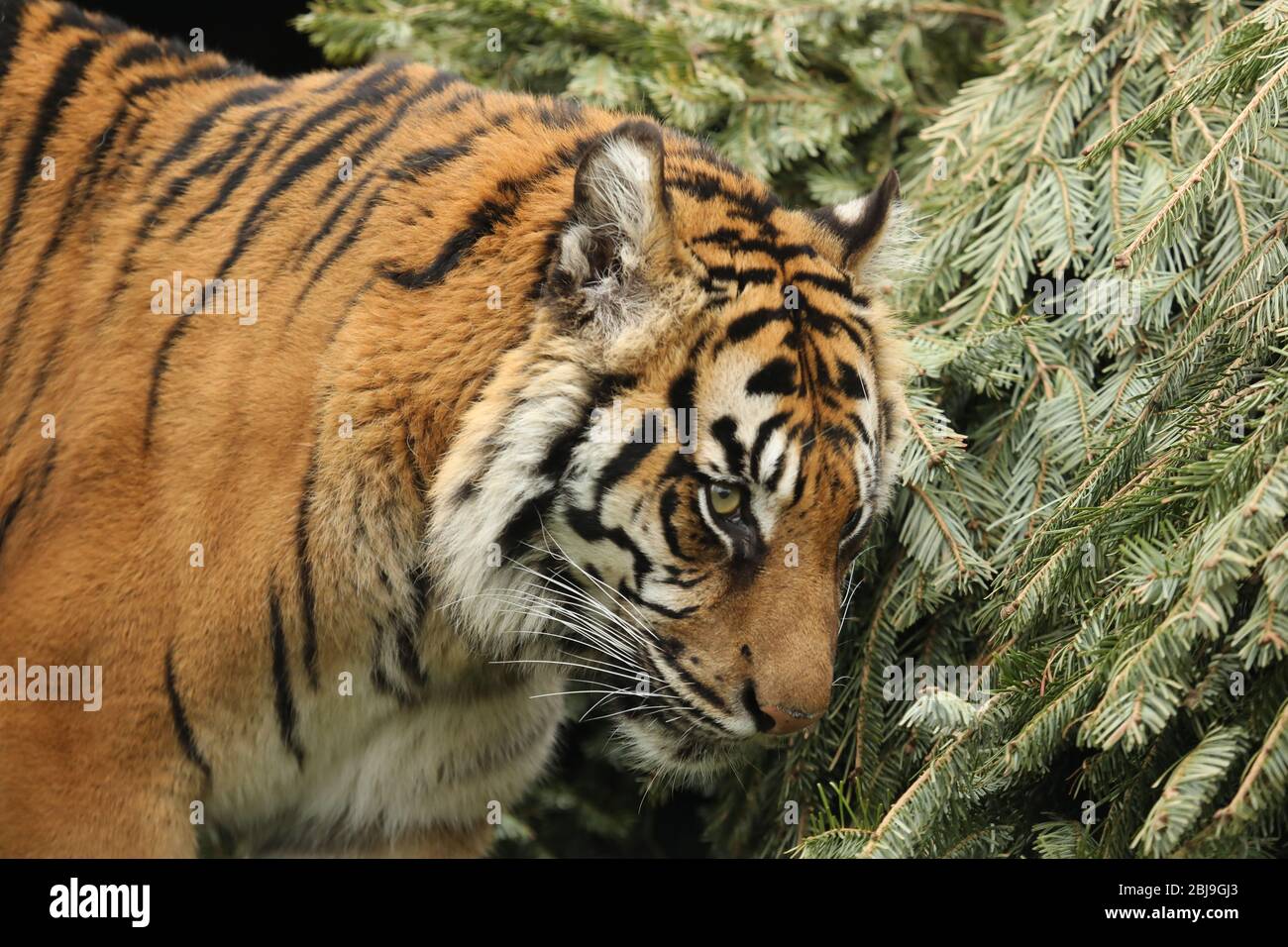 Amur tiger endangered species in captivity Stock Photo - Alamy
