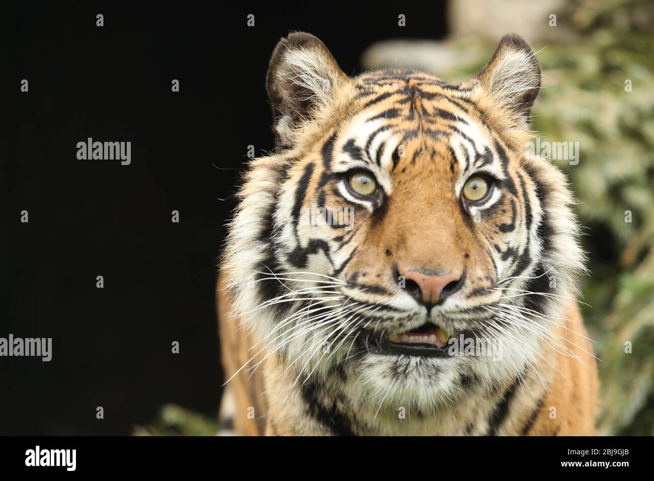 Amur tiger endangered species in captivity Stock Photo - Alamy