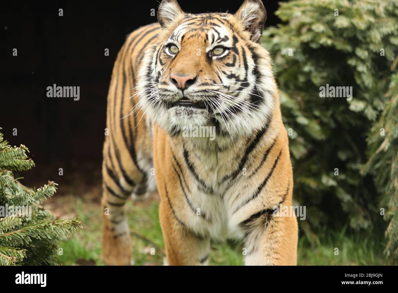 Amur tiger endangered species in captivity Stock Photo - Alamy