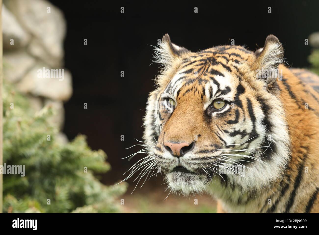 Amur tiger endangered species in captivity Stock Photo - Alamy