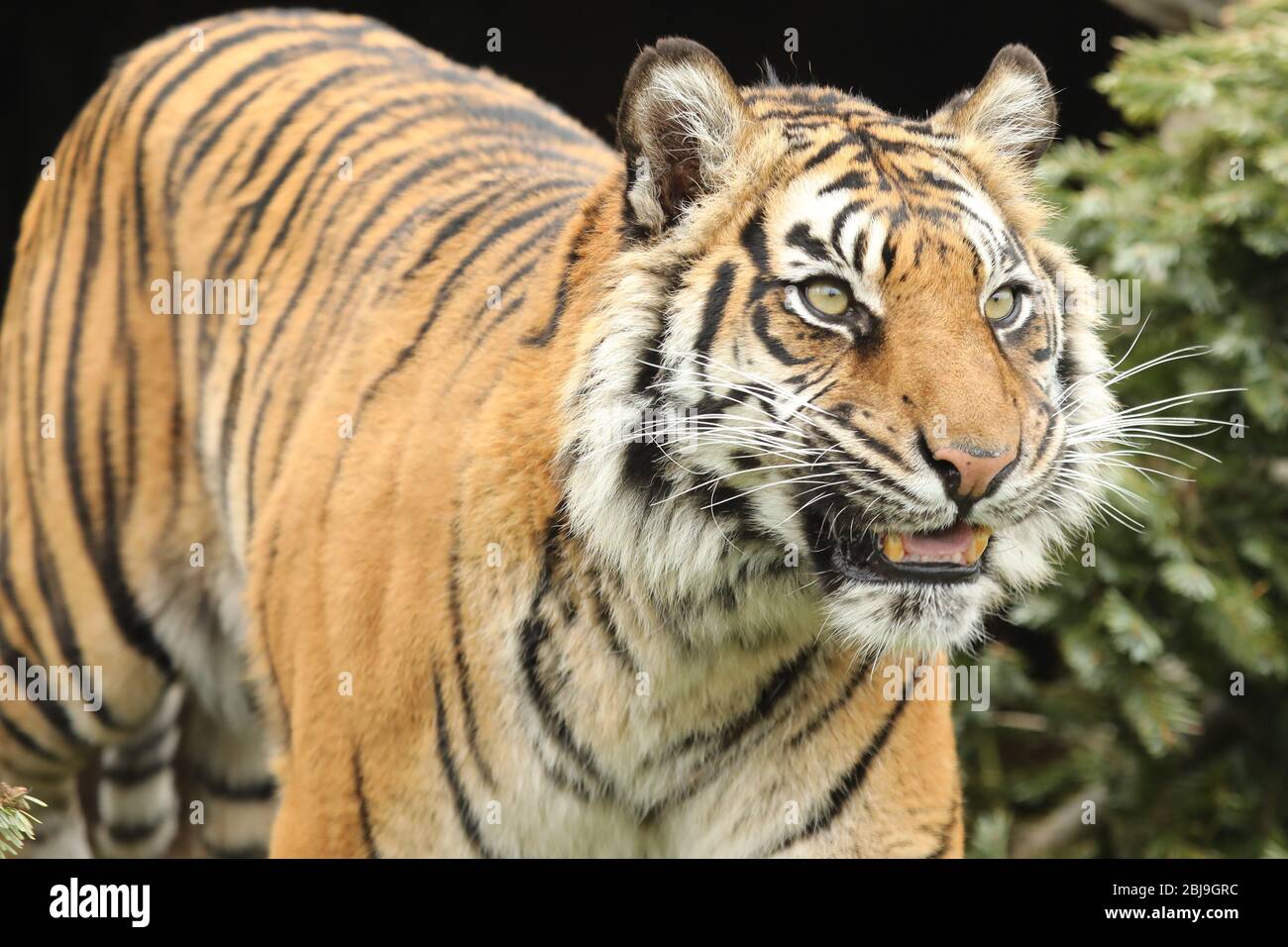 Amur tiger endangered species in captivity Stock Photo - Alamy