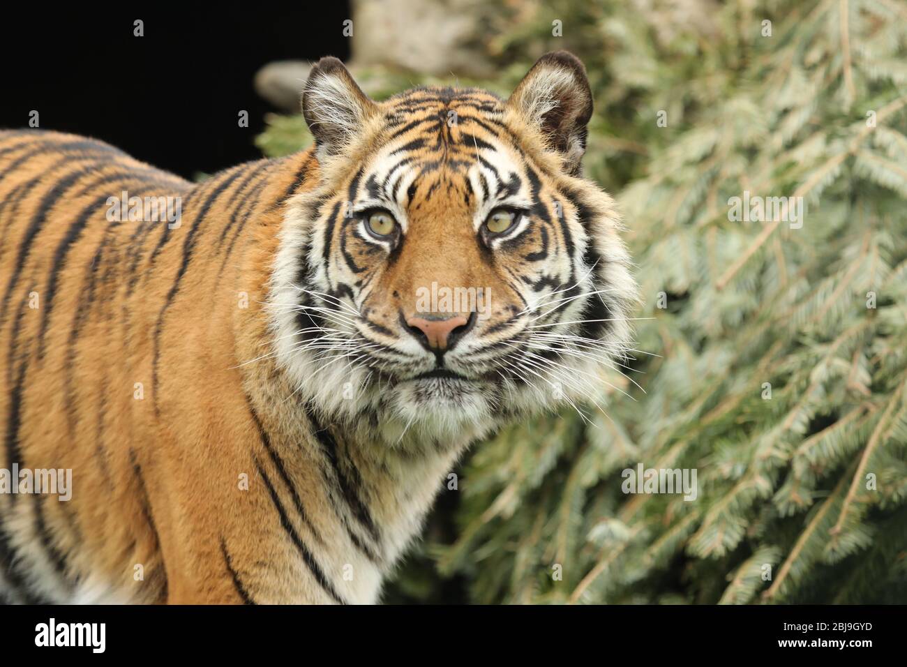 Amur tiger endangered species in captivity Stock Photo - Alamy