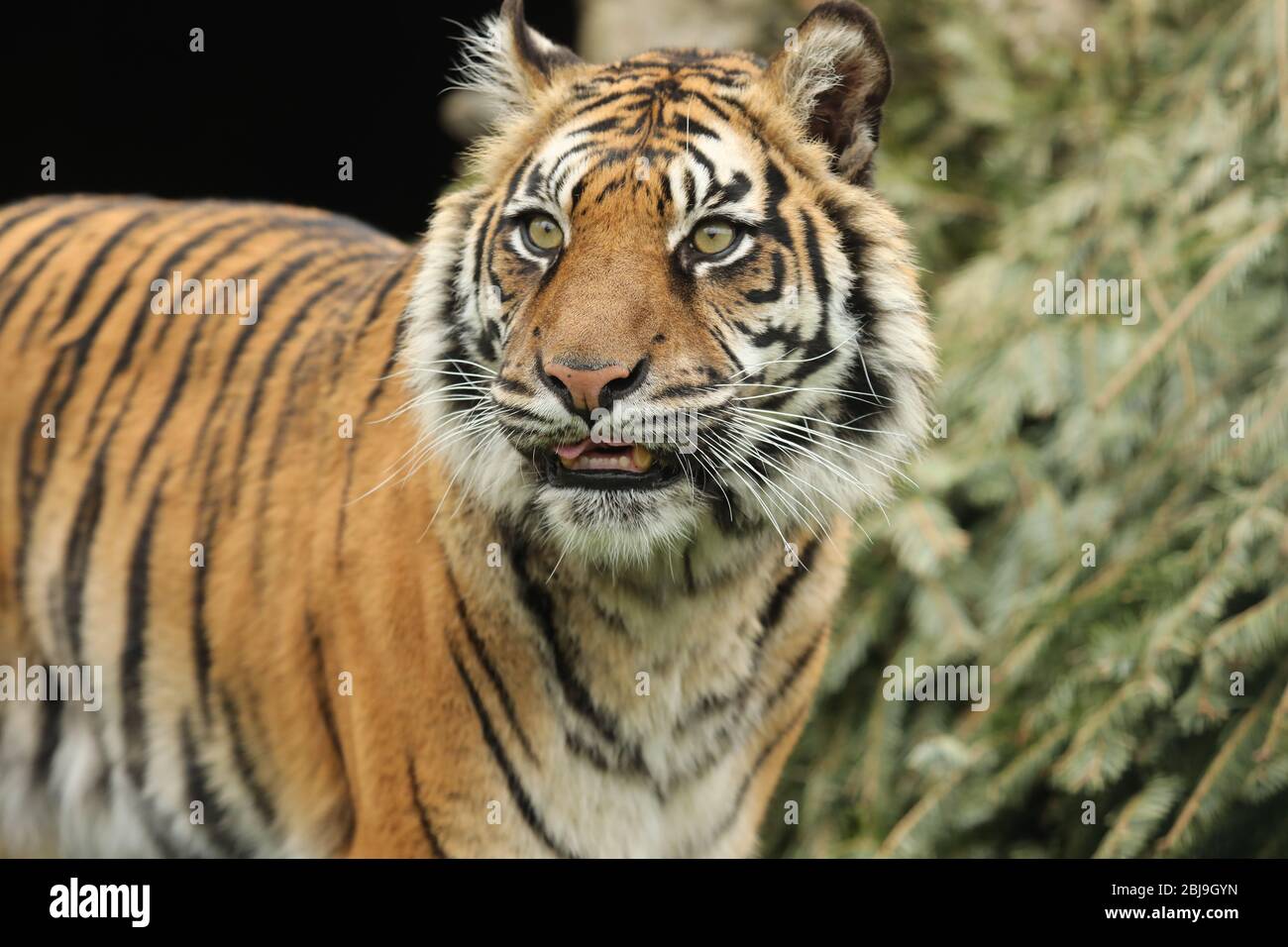 Amur tiger endangered species in captivity Stock Photo - Alamy