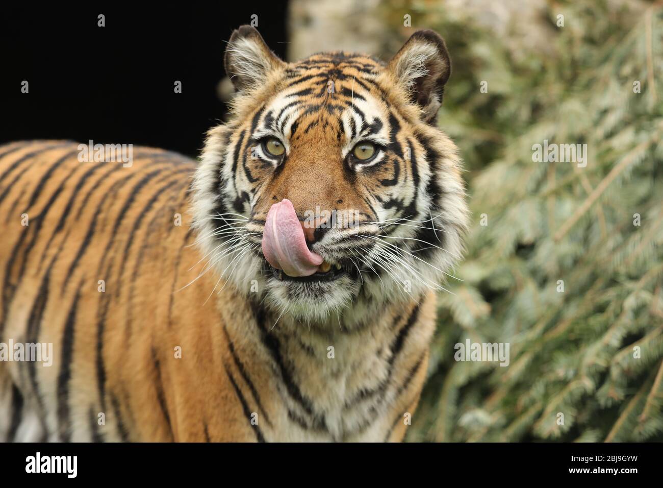 Amur tiger endangered species in captivity Stock Photo - Alamy