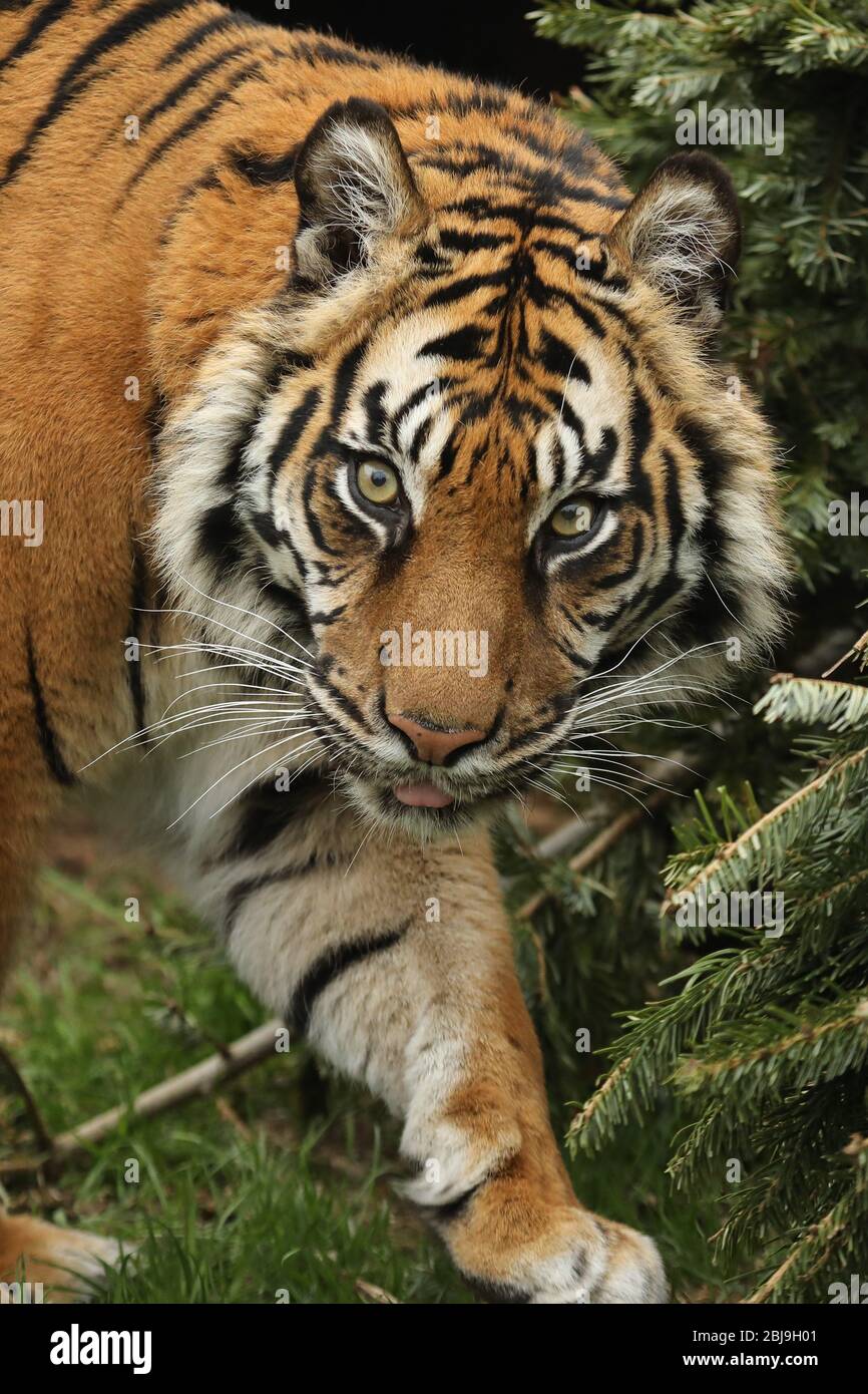 Amur tiger endangered species in captivity Stock Photo - Alamy