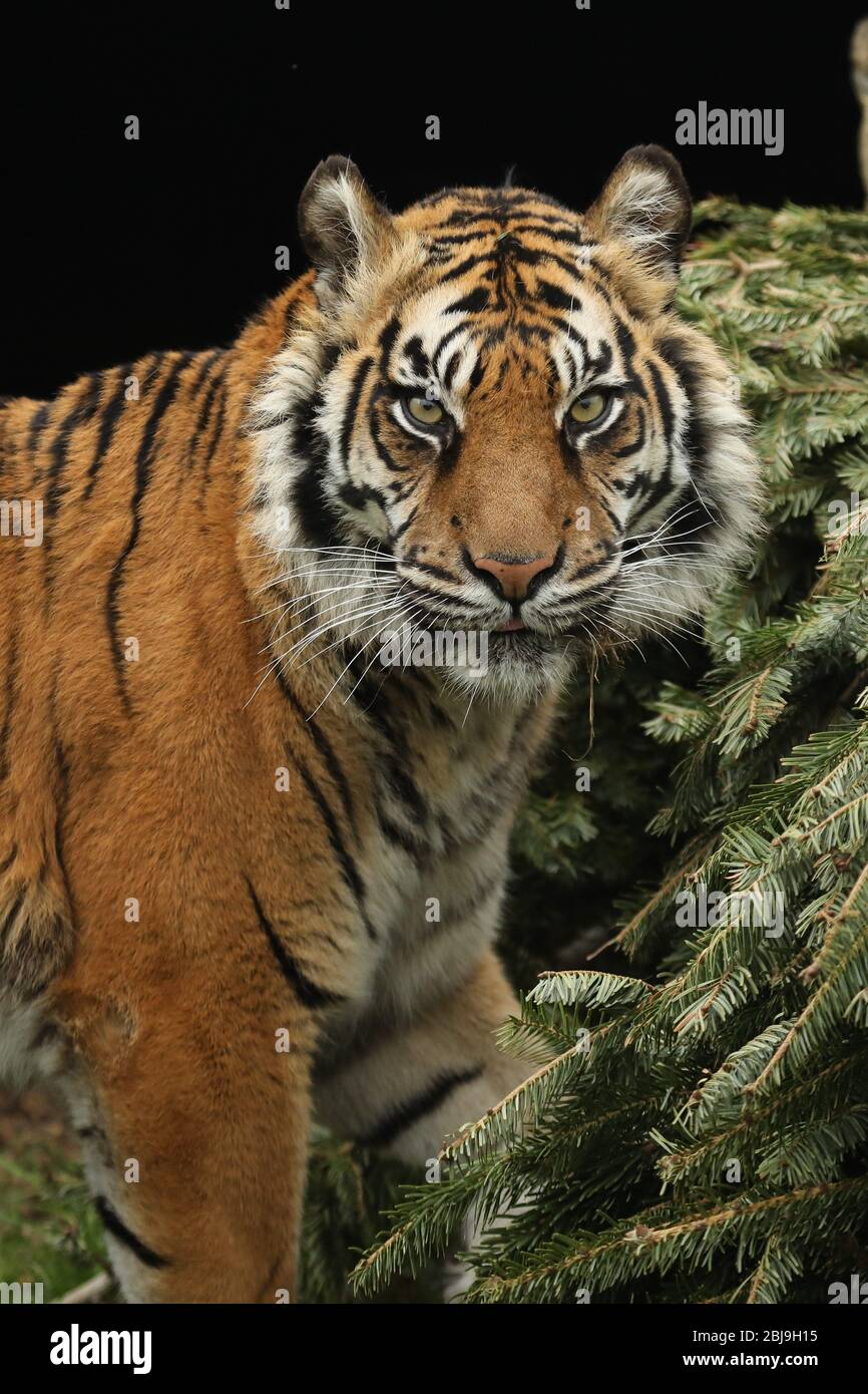 Amur tiger endangered species in captivity Stock Photo - Alamy