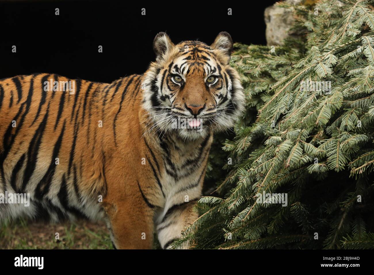 Amur tiger endangered species in captivity Stock Photo - Alamy