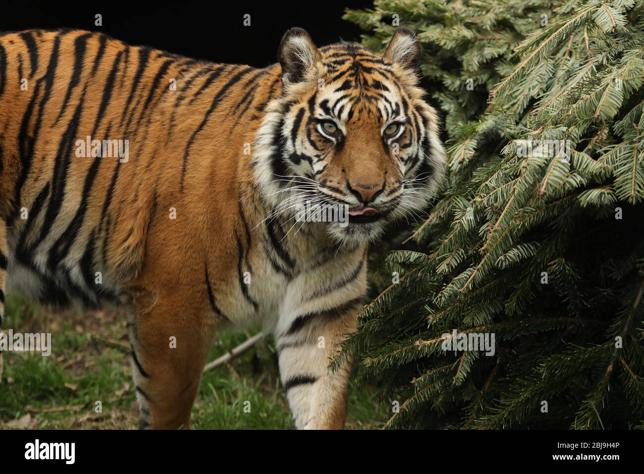 Amur tiger endangered species in captivity Stock Photo - Alamy