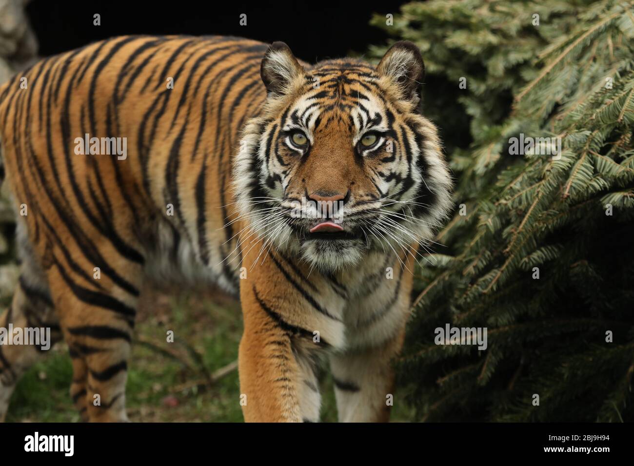 Amur tiger endangered species in captivity Stock Photo - Alamy