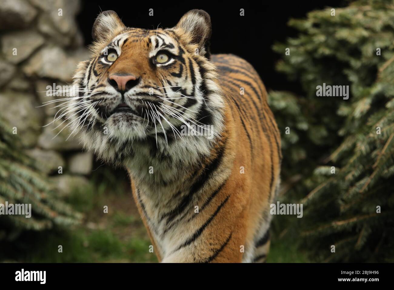 Amur tiger endangered species in captivity Stock Photo - Alamy