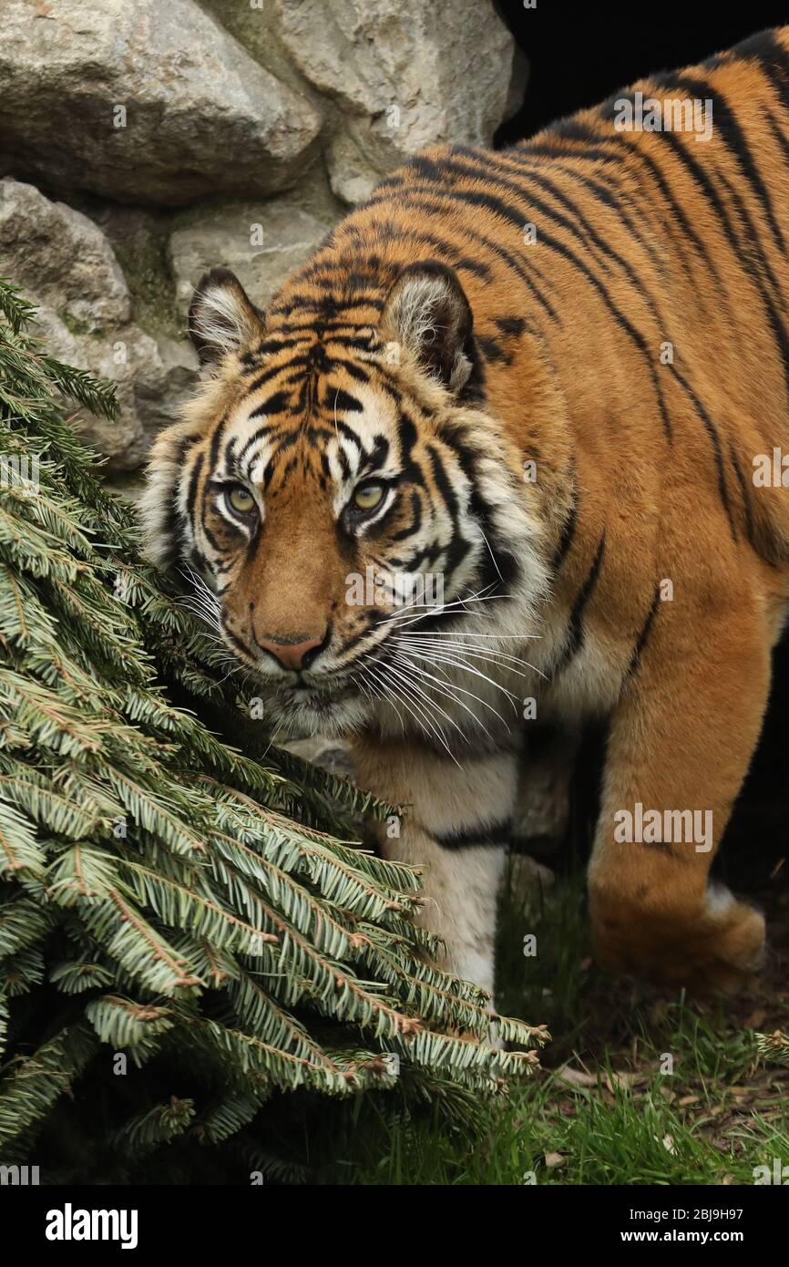 Amur tiger endangered species in captivity Stock Photo - Alamy