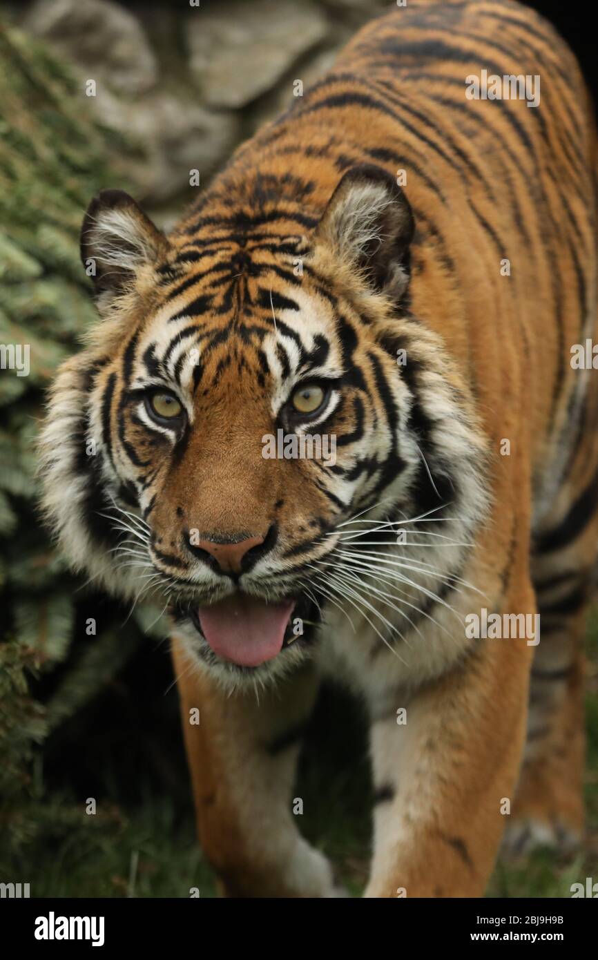 Amur tiger endangered species in captivity Stock Photo - Alamy