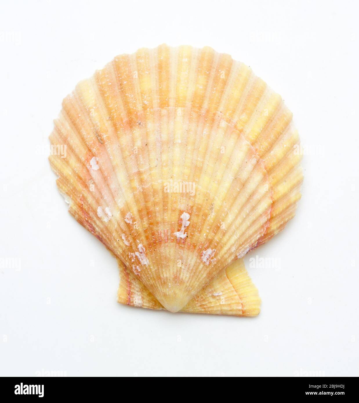 clam mollusc shells isolated on white background Stock Photo - Alamy