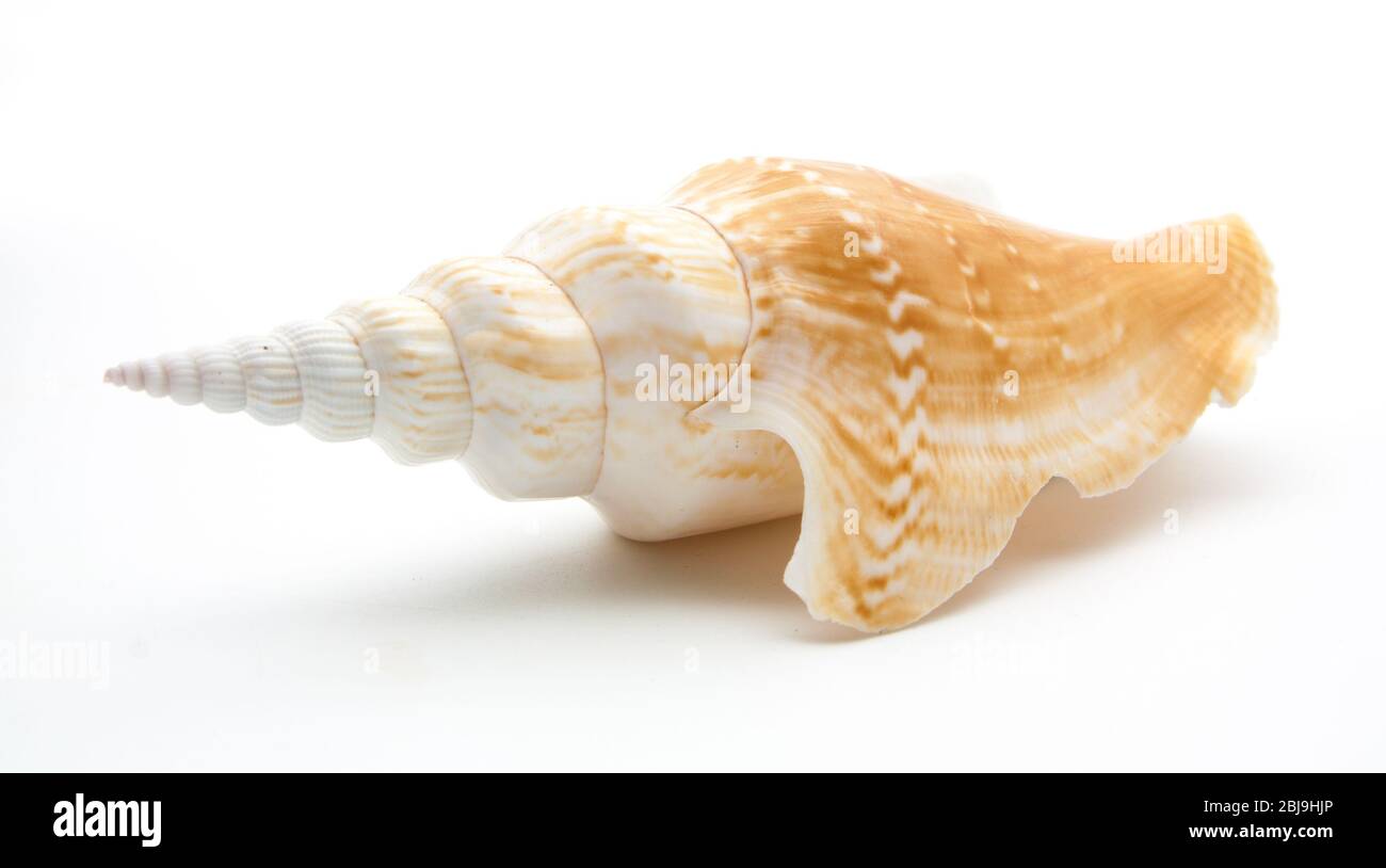 Collection sea shell isolated on white background Stock Photo - Alamy