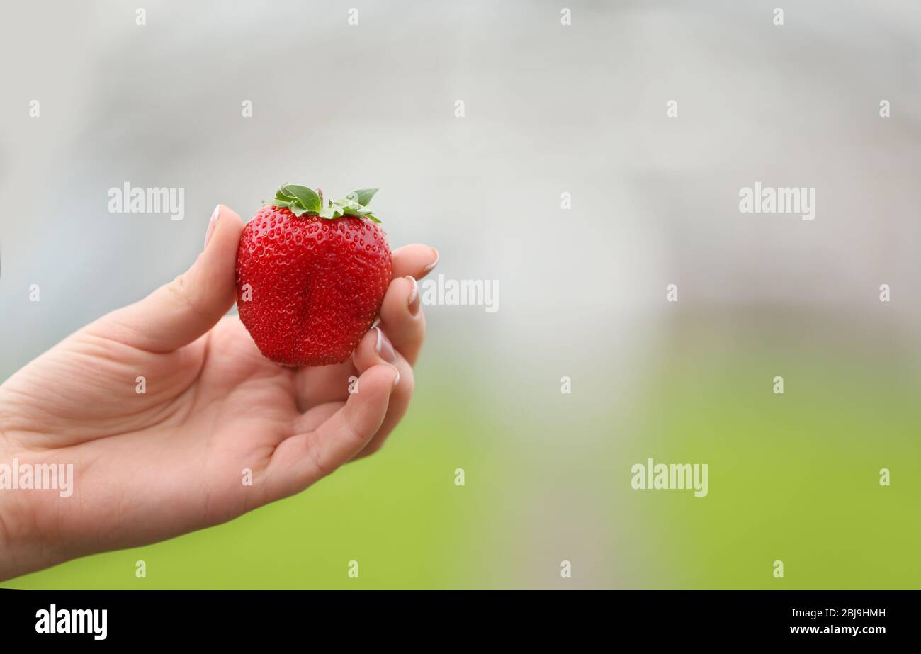 Female hand holding strawberry on blurred background Stock Photo - Alamy