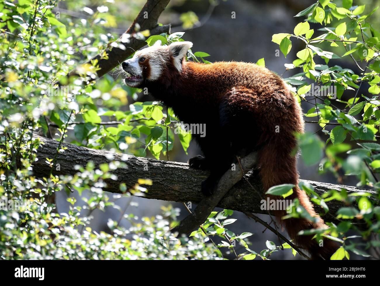 Native to the eastern himalayas hi-res stock photography and images - Alamy