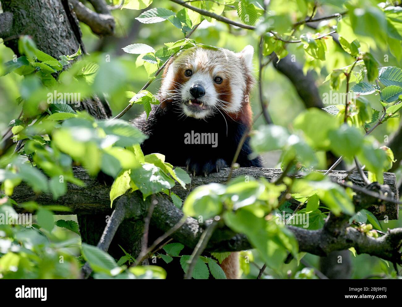 Native to the eastern himalayas hi-res stock photography and images - Alamy