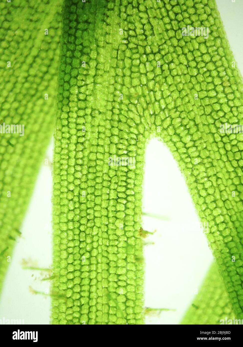 Zoom cell hi-res stock photography and images - Alamy