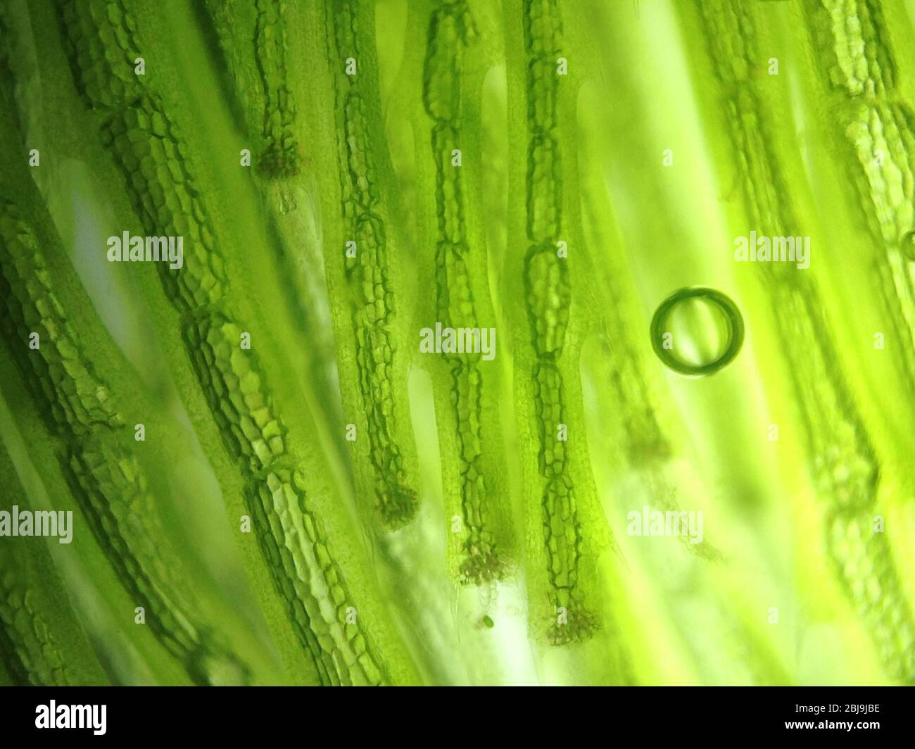 Beautiful cell zoom microorganism hi-res stock photography and images ...