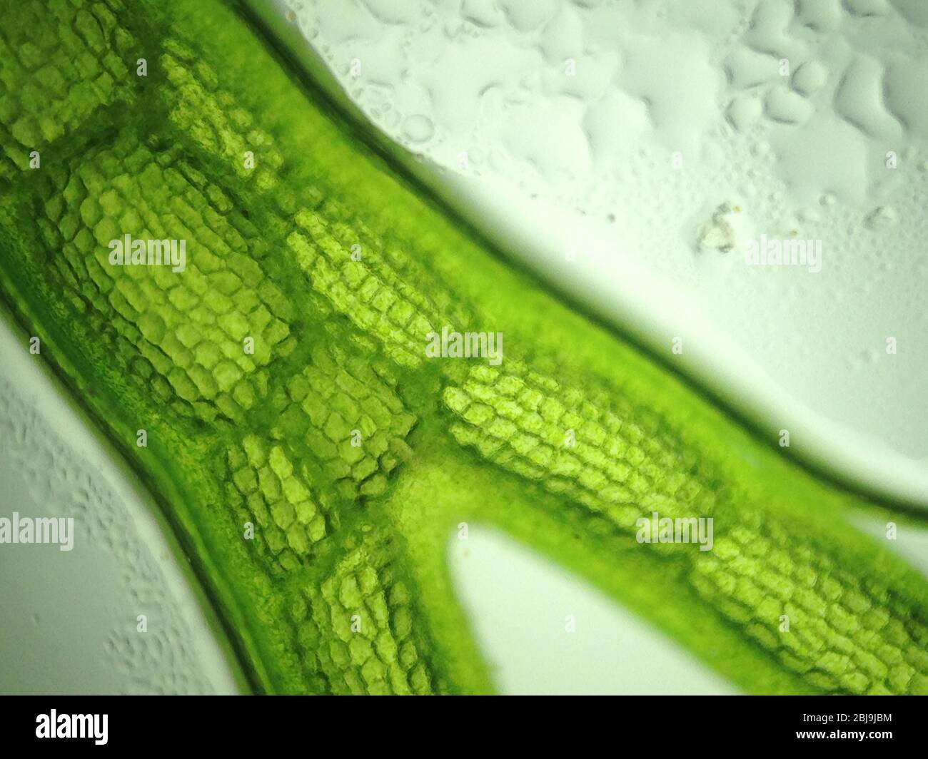 Beautiful zoom microorganism algae cell Stock Photo - Alamy