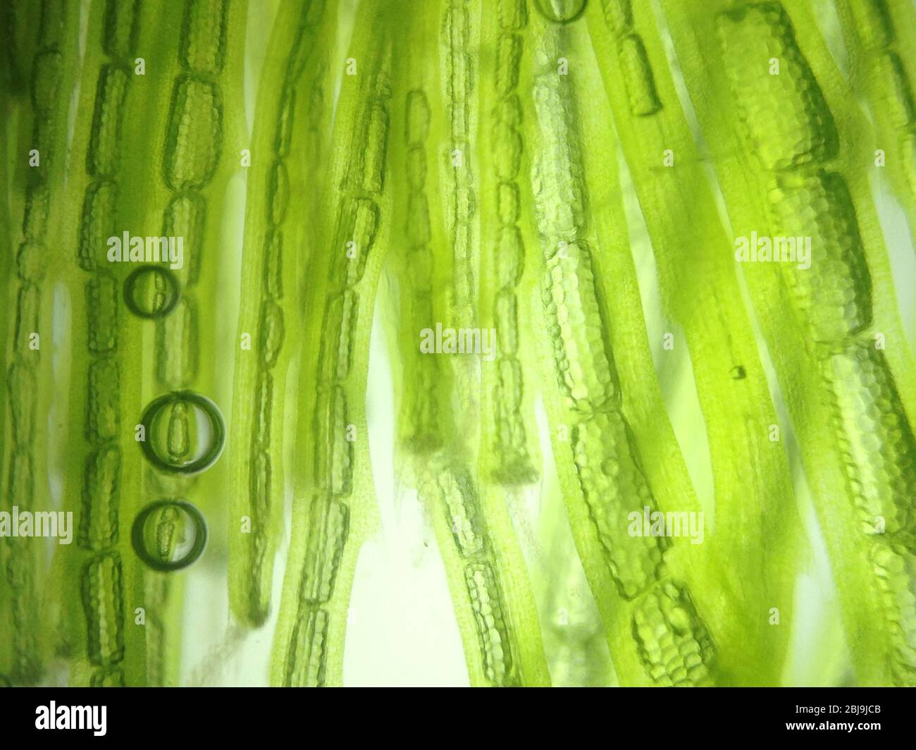 Beautiful zoom microorganism algae cell Stock Photo - Alamy