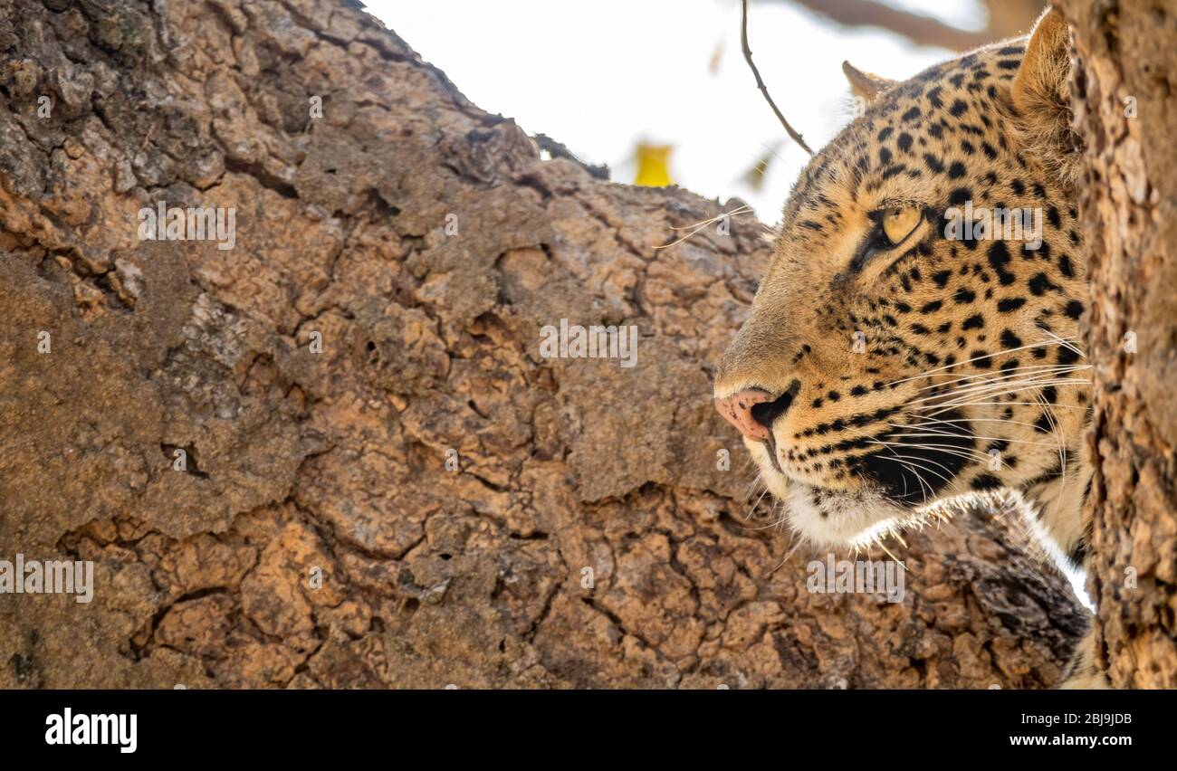 Head over tree top hi-res stock photography and images - Alamy