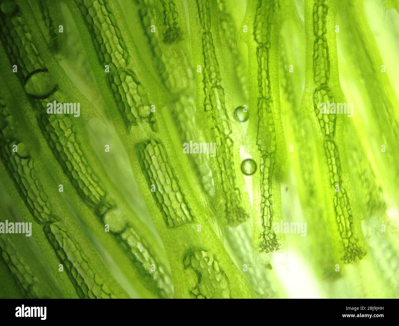 Beautiful zoom microorganism algae cell Stock Photo - Alamy