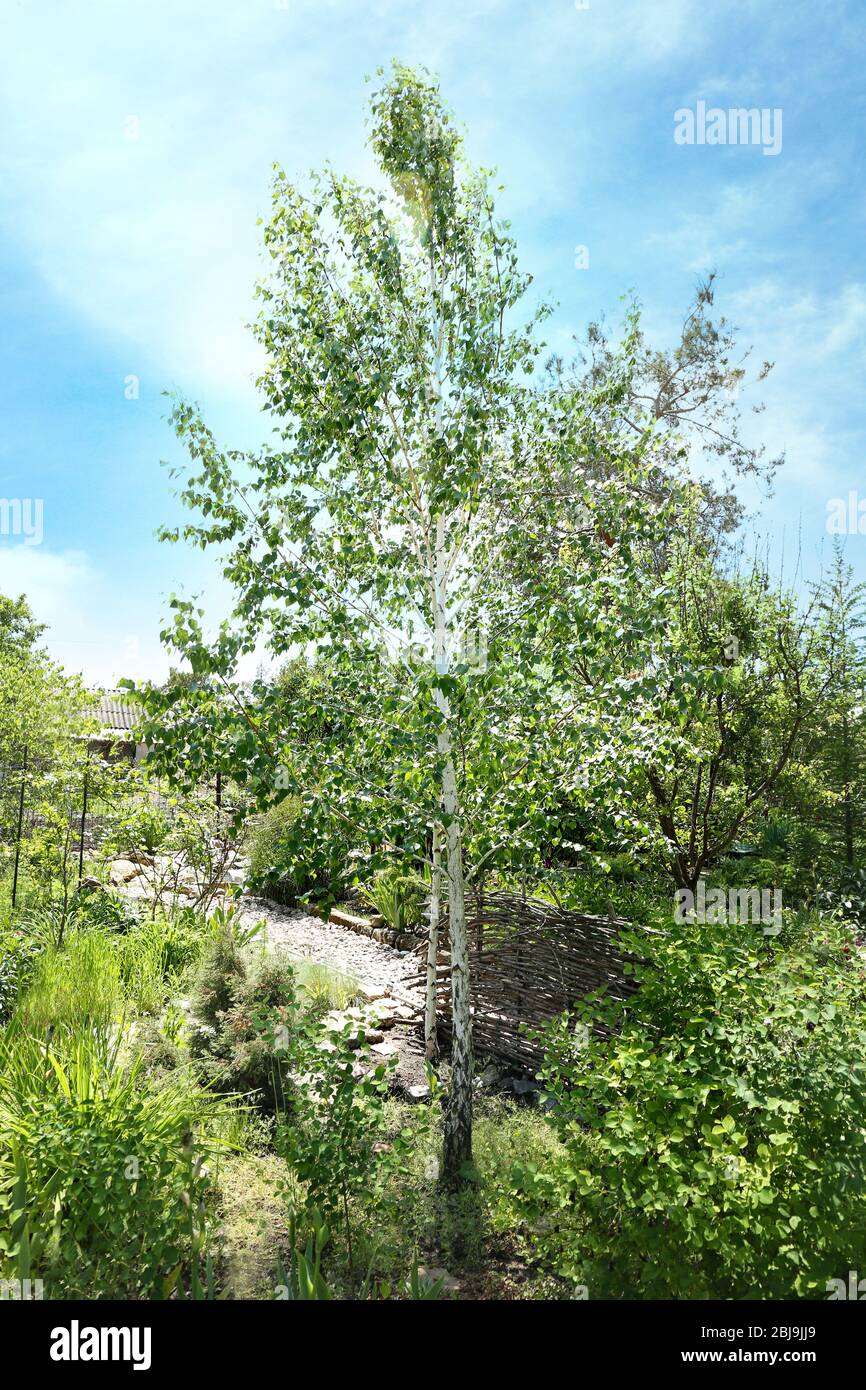 Beautiful nature landscape with birch Stock Photo - Alamy