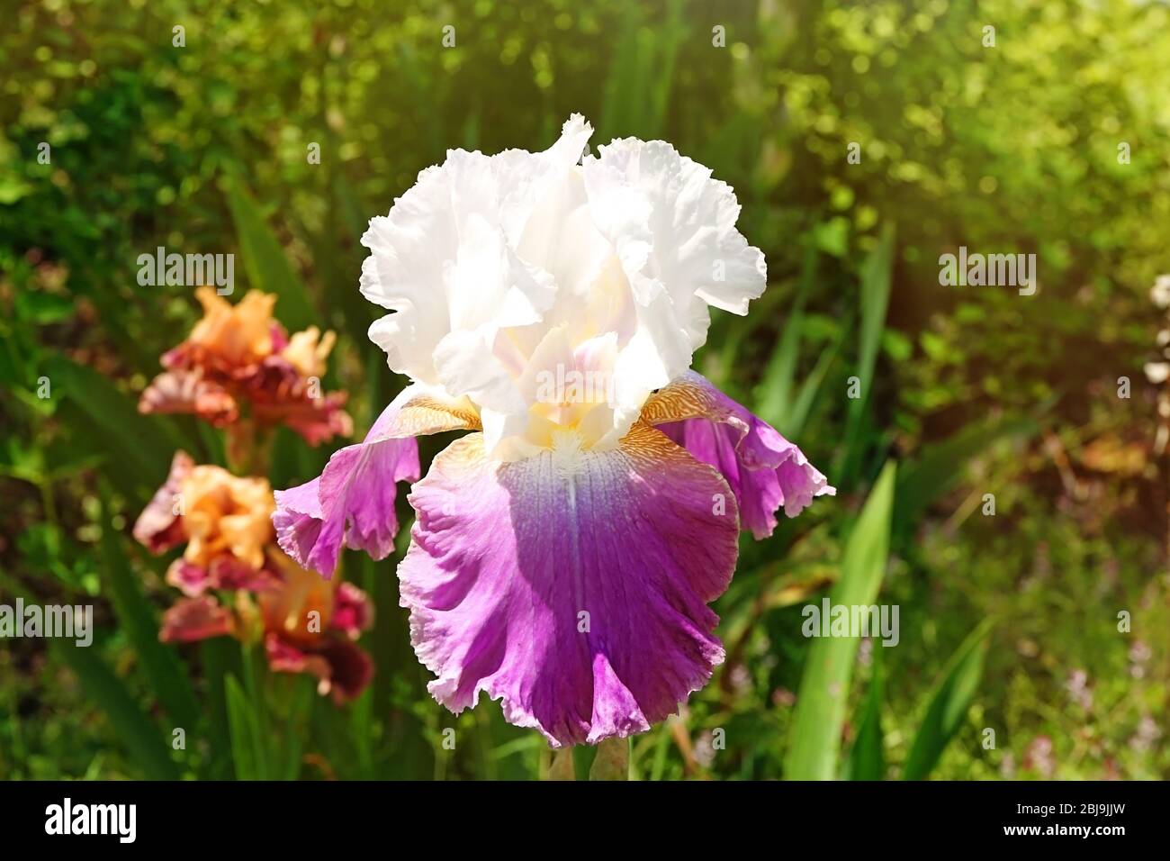 Colorful iris bud on blurred nature background Stock Photo - Alamy