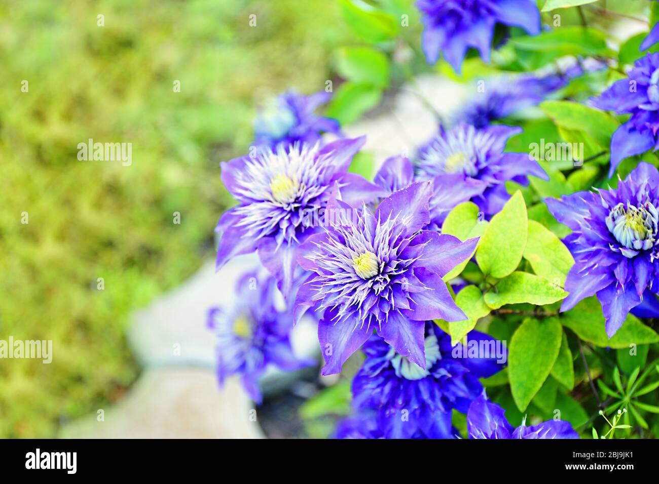 Clematis leaf buds hi-res stock photography and images - Alamy