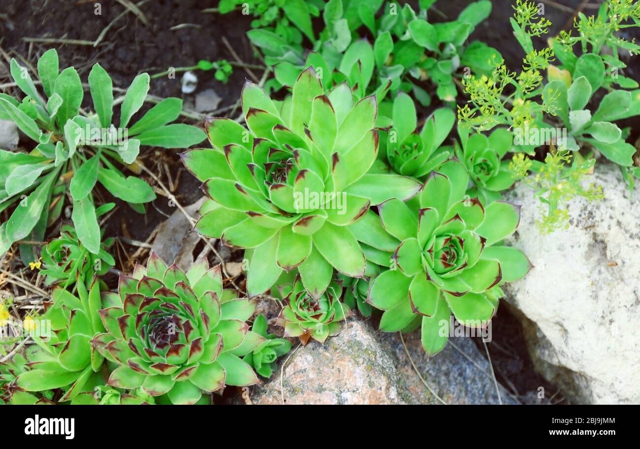 Ornamental grass succulents hi-res stock photography and images - Alamy