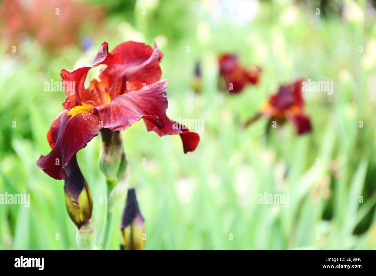 Colorful red iris bud on blurred nature background Stock Photo - Alamy
