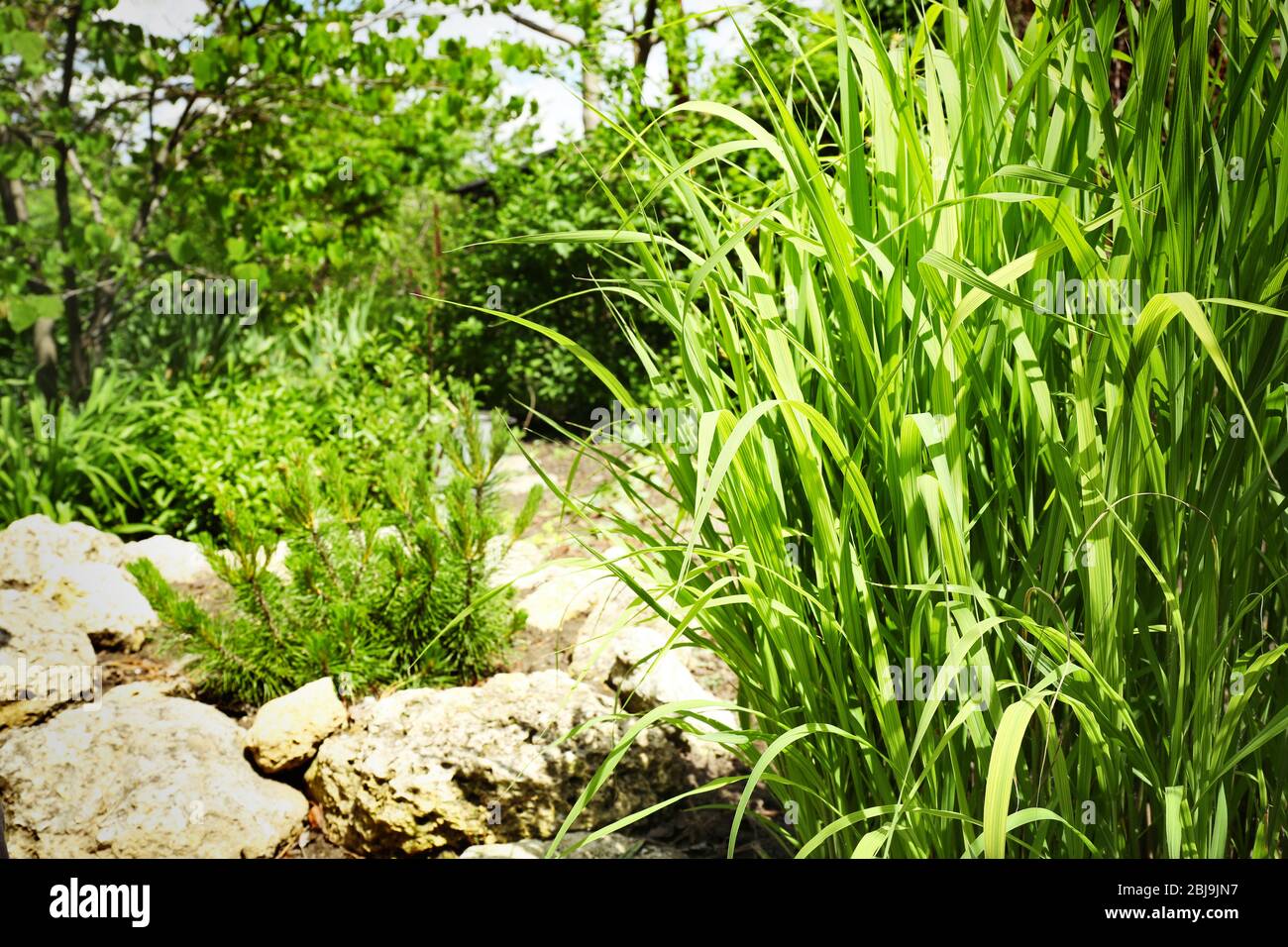 Small leafed bush hi-res stock photography and images - Alamy