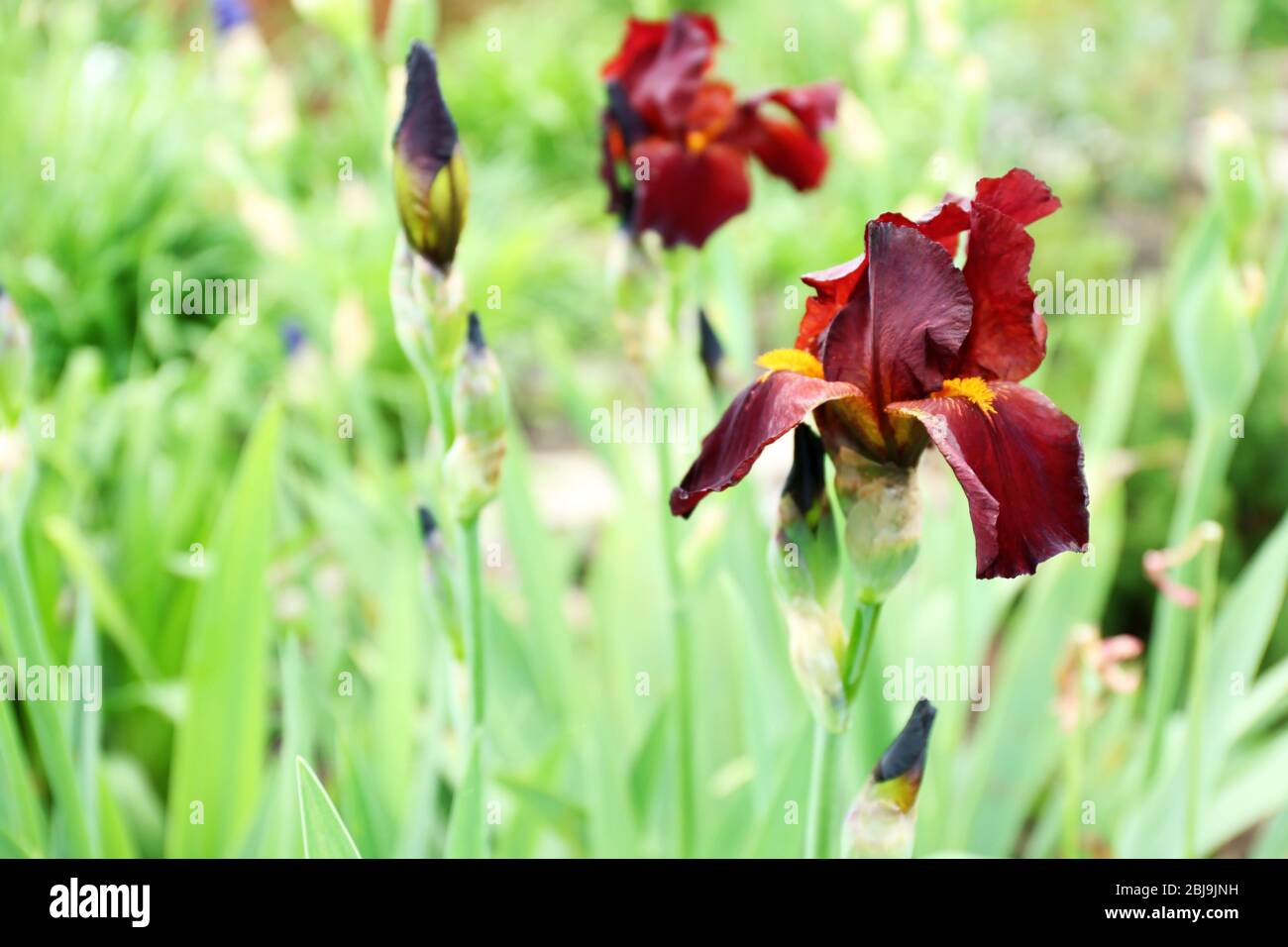 Colorful red iris bud on blurred nature background Stock Photo - Alamy
