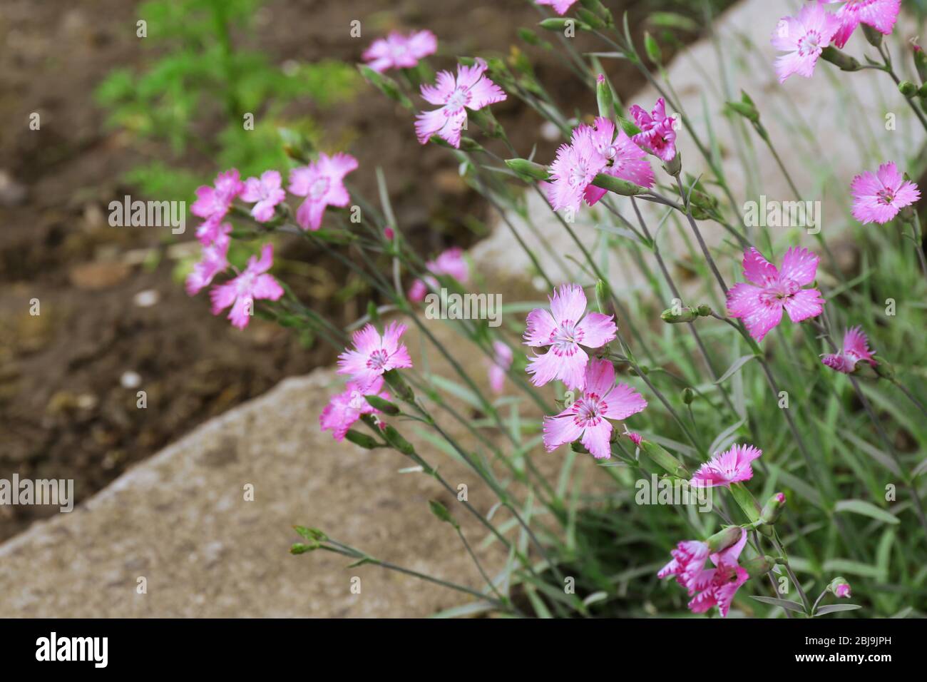 Small beautiful carnations, close up Stock Photo - Alamy