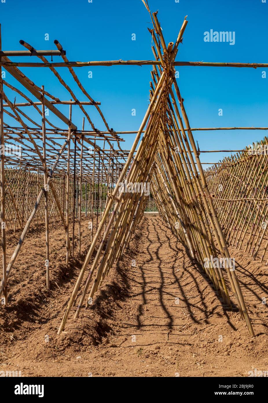 Reed ground hi-res stock photography and images - Alamy