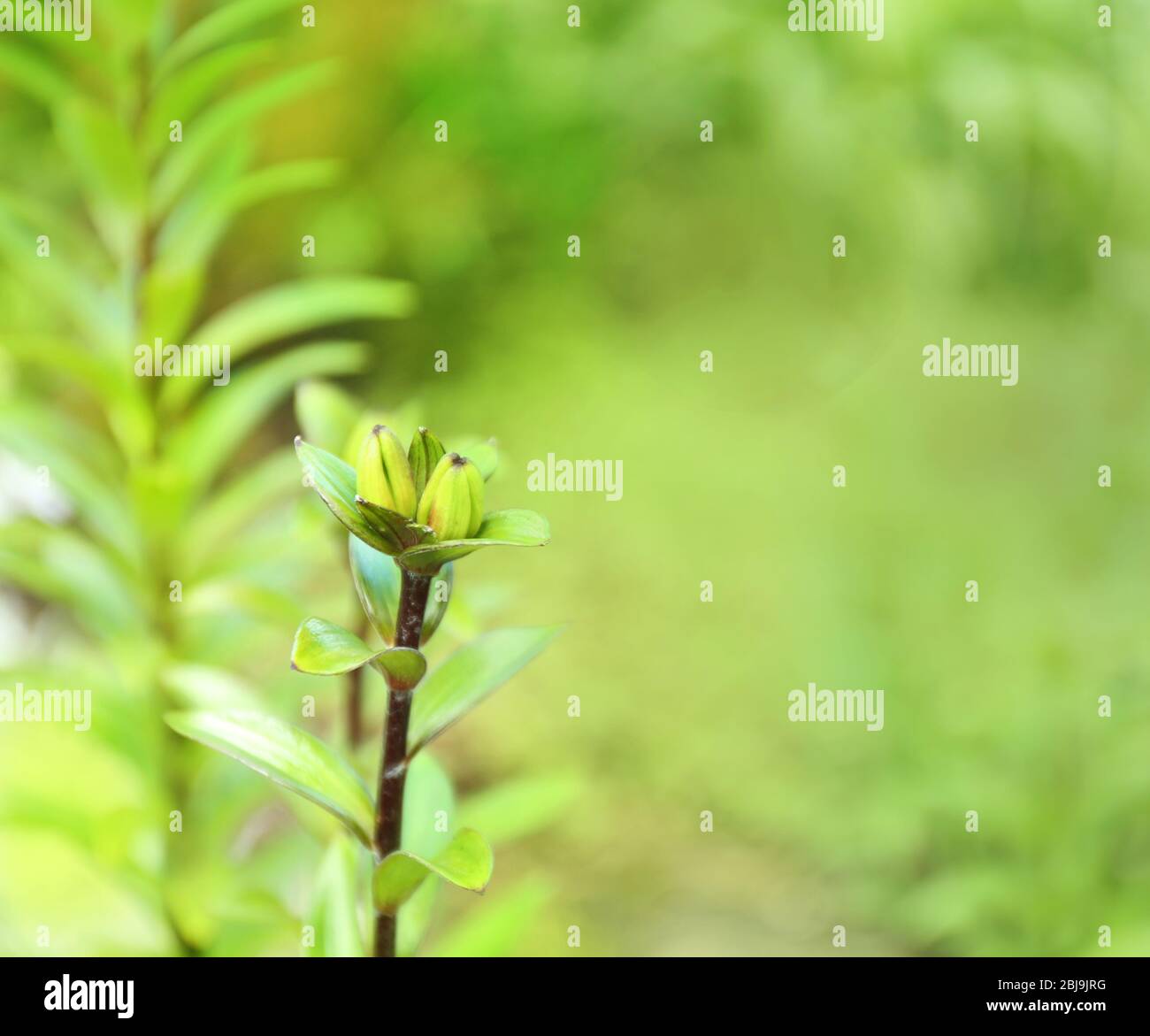 Unopened flower inflorescence hi-res stock photography and images - Alamy