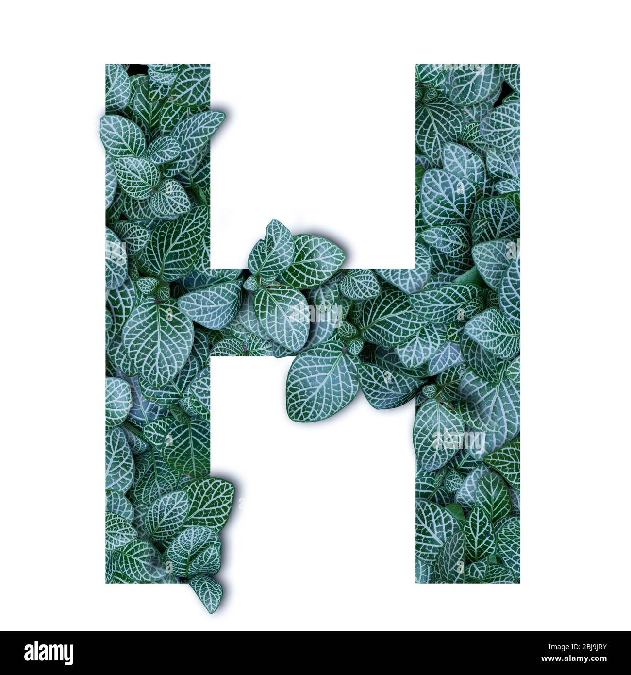 Nature concept alphabet of green leaves in alphabet letter H shapes ...