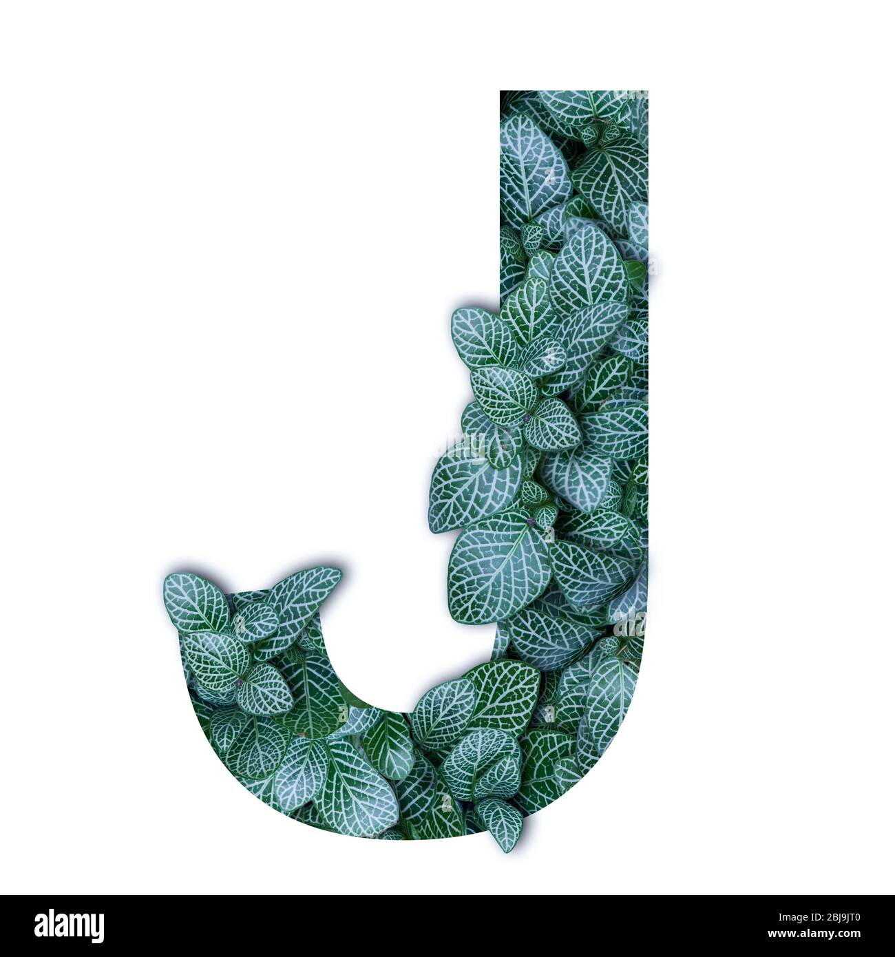 Letter J In Nature
