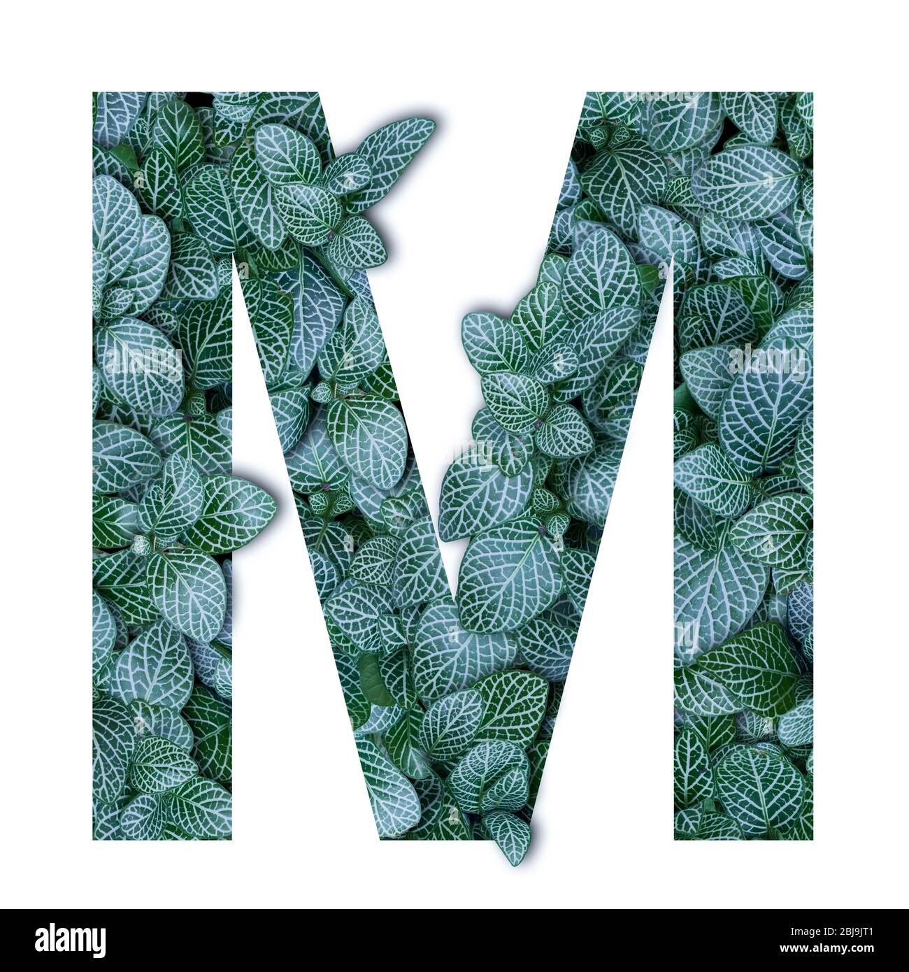 Nature concept alphabet of green leaves in alphabet letter M shapes ...